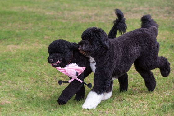 Bo & Sunny | Barack Obama Presidential Library